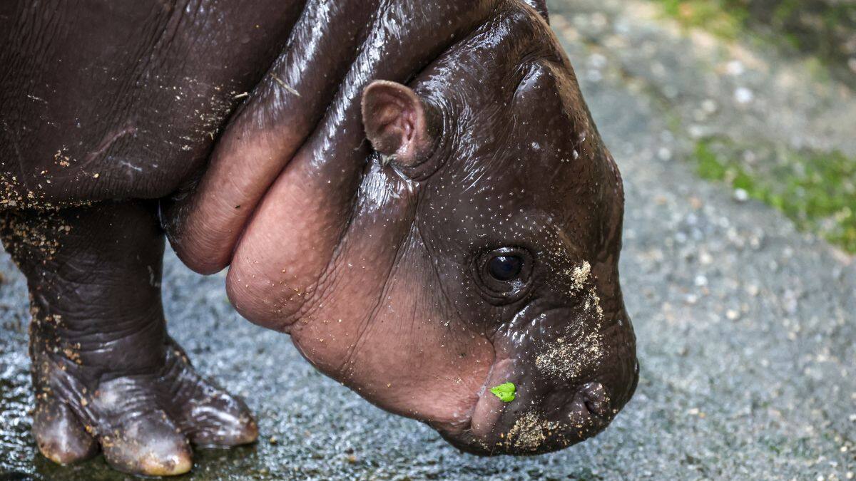 How viral baby hippo Moo Deng’s native home has slowly disappeared ...
