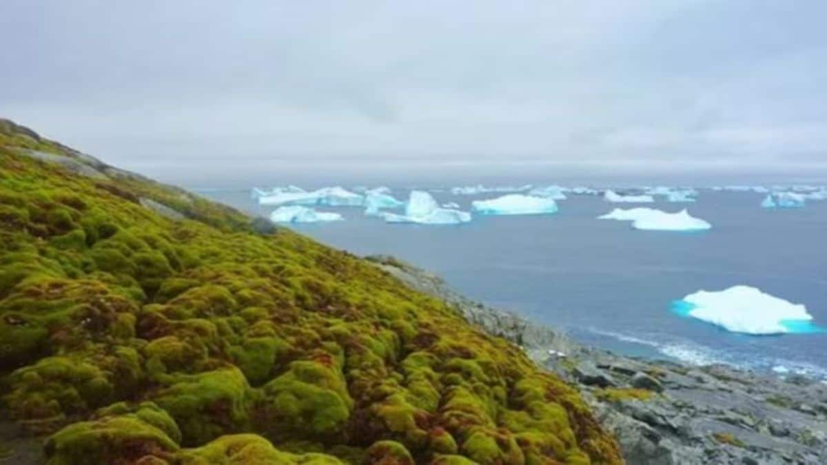 Why is Antarctica increasingly turning green? Why is this a concern ...