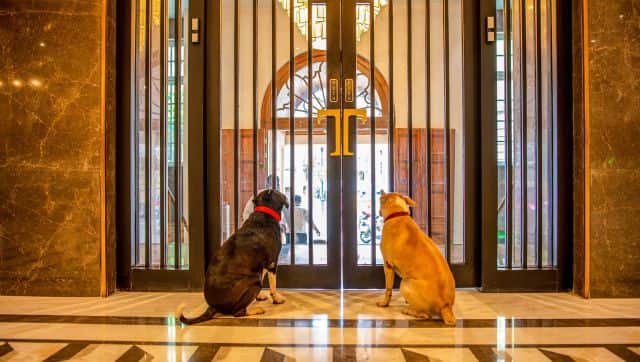 A Paw-fect Farewell to Ratan Tata: How the stray dogs of Mumbai have ...