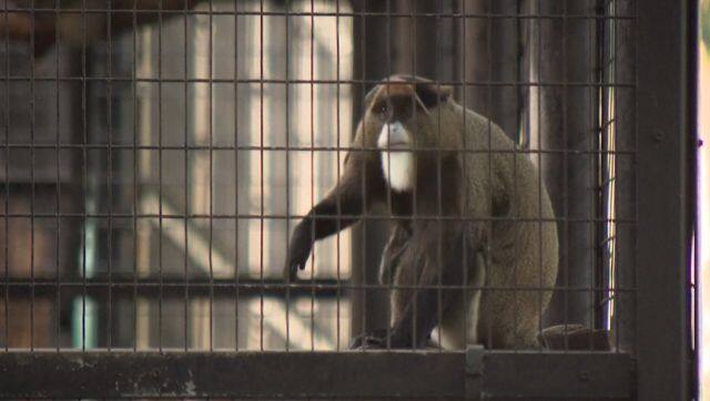 How soil infection has led to the deaths of 12 monkeys in Hong Kong zoo ...