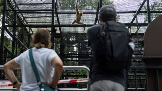 How soil infection has led to the deaths of 12 monkeys in Hong Kong zoo ...