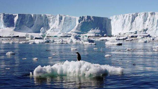 Why is Antarctica increasingly turning green? Why is this a concern ...