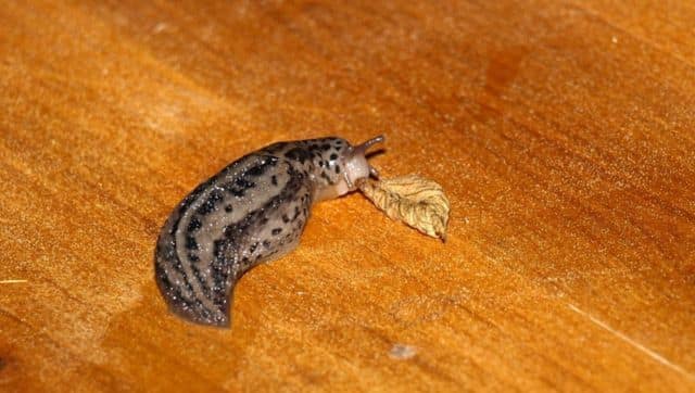 How leeches for treatment are making a comeback – Firstpost