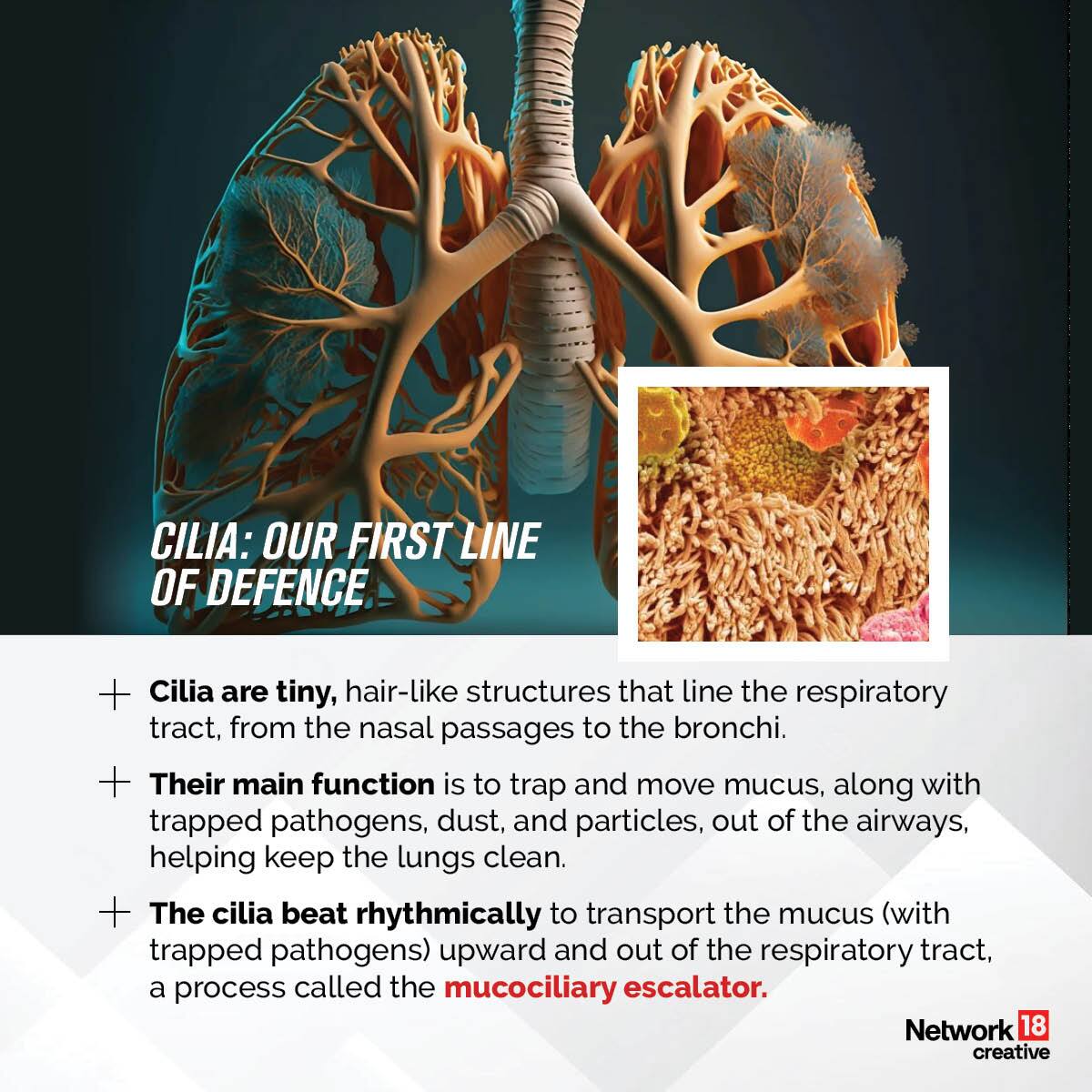 In Graphics | How do we catch a cold in winter? – Firstpost