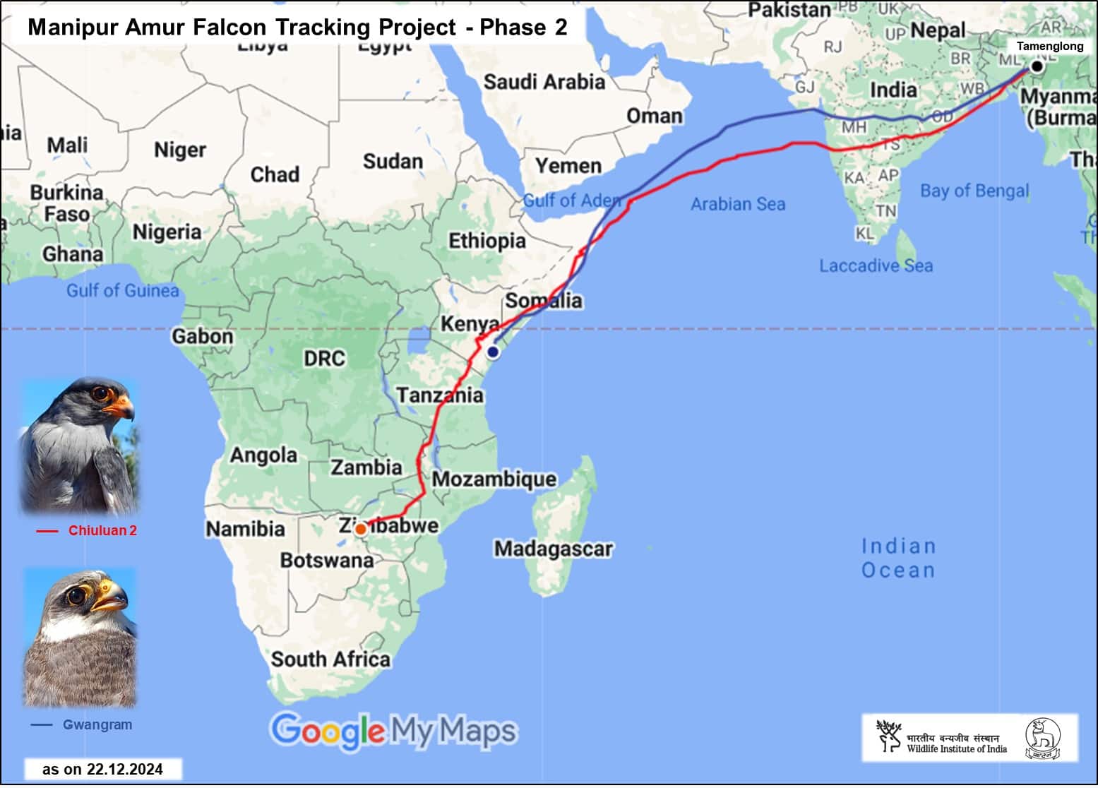 From Manipur to Africa: Amazing journey of Amur Falcons – Firstpost