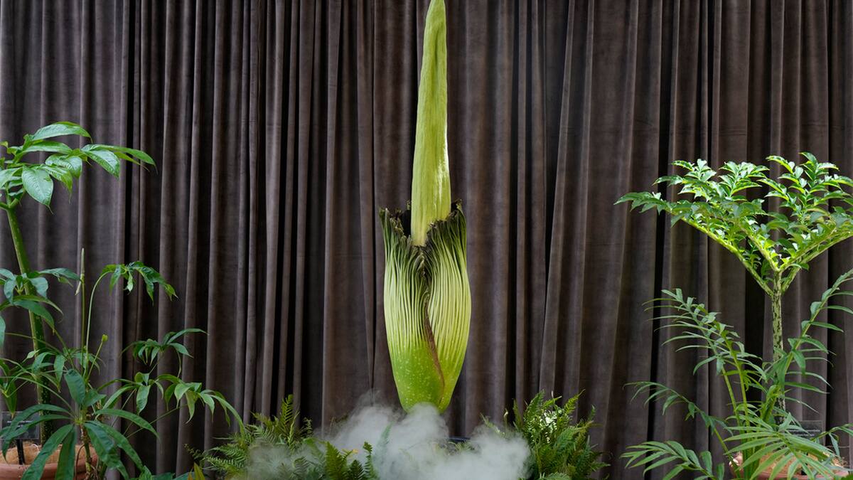Corpse Flower: Why thousands are flocking to Syndey to see the ‘stinky ...