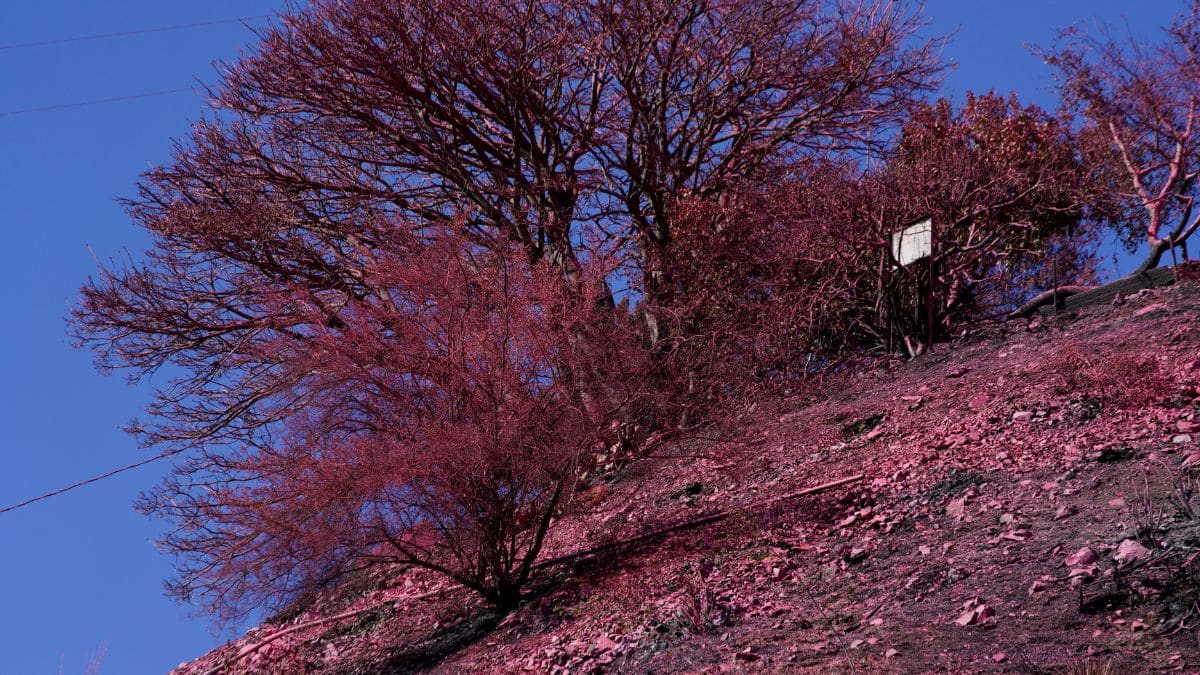 What is the pink powder being dropped from planes to fight California ...