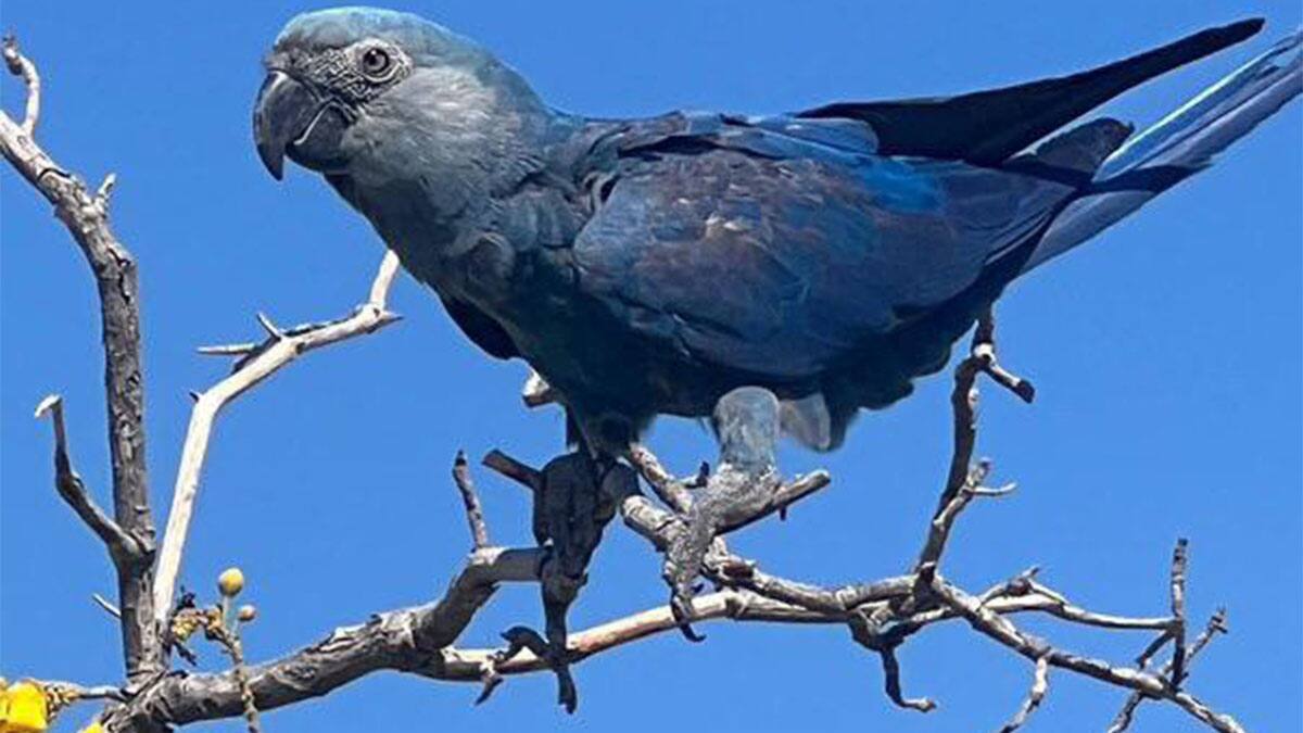 Vantara partners with ACTP to reintroduce 41 extinct-in-the-wild Spix’s ...