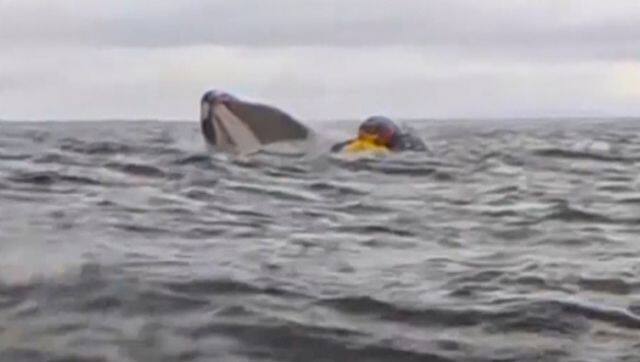 Swallowed and spat out: How a man survived humpback whale’s grip ...