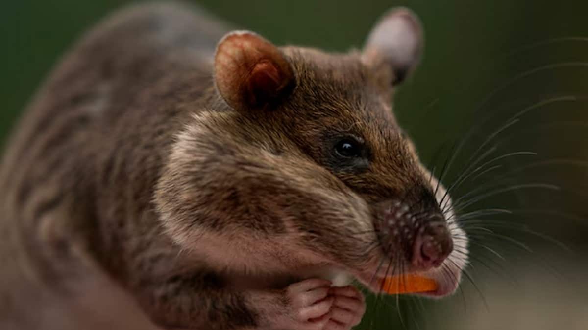 Ratpocalypse now? Why climate change is substantially increasing rodent ...