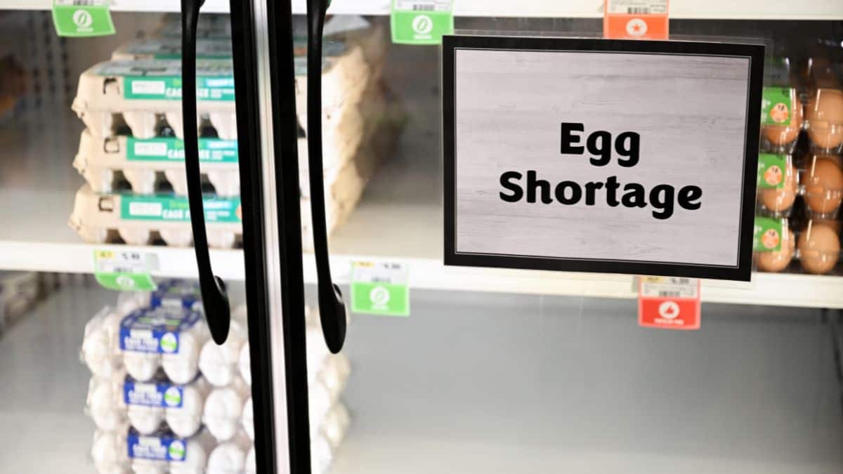 What's causing an acute shortage of eggs in the US? – Firstpost