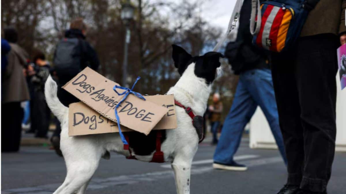 ‘Dogs against DOGE’ and Dylan in the air: Protests erupt in Berlin ...