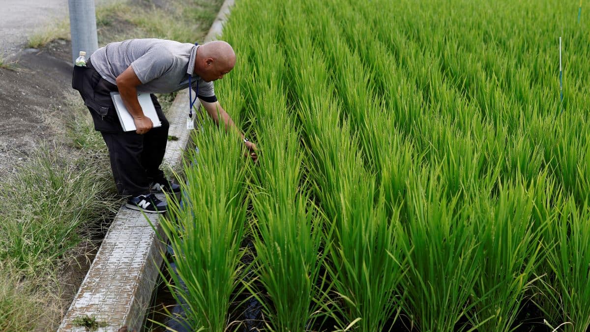 Japan’s rice emergency: What’s behind the shortage of the staple ...
