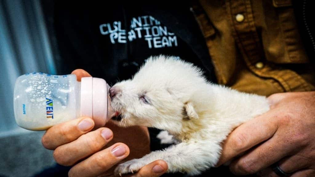 How ‘Game of Thrones’ dire wolves, which went extinct over 10,000 years ...