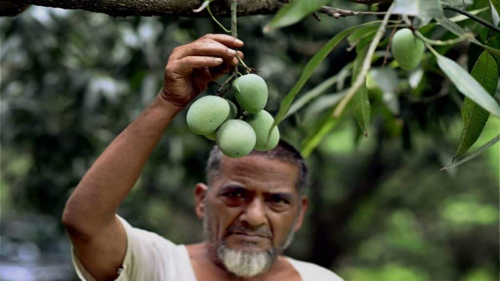 Why US rejected 15 shipments of India’s mangoes worth Rs 4.28 crore ...