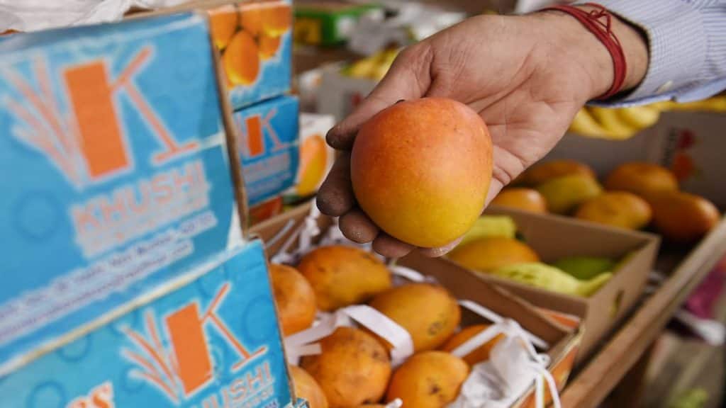 Why US rejected 15 shipments of India’s mangoes worth Rs 4.28 crore ...