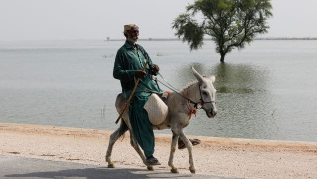 China is obessesing over Pakistan’s donkeys. Here’s how it is hurting ...