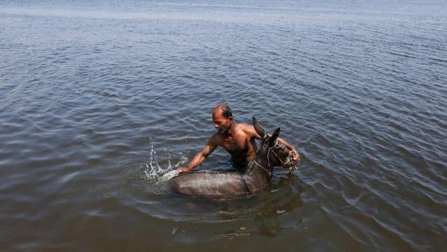 China is obessesing over Pakistan’s donkeys. Here’s how it is hurting ...