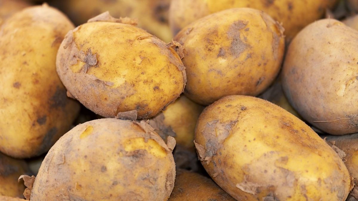 How did we get potatoes? Study reveals they evolved from a tomato 9 ...