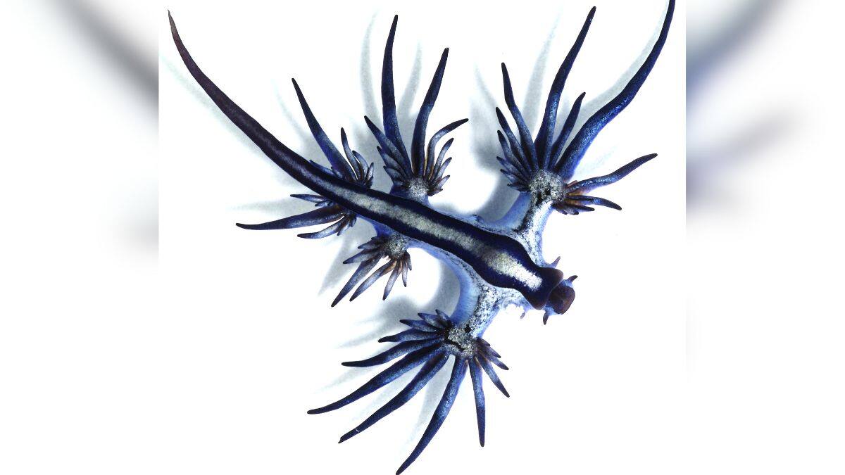 What are the dangerous Blue Dragon creatures that led to the closure of ...