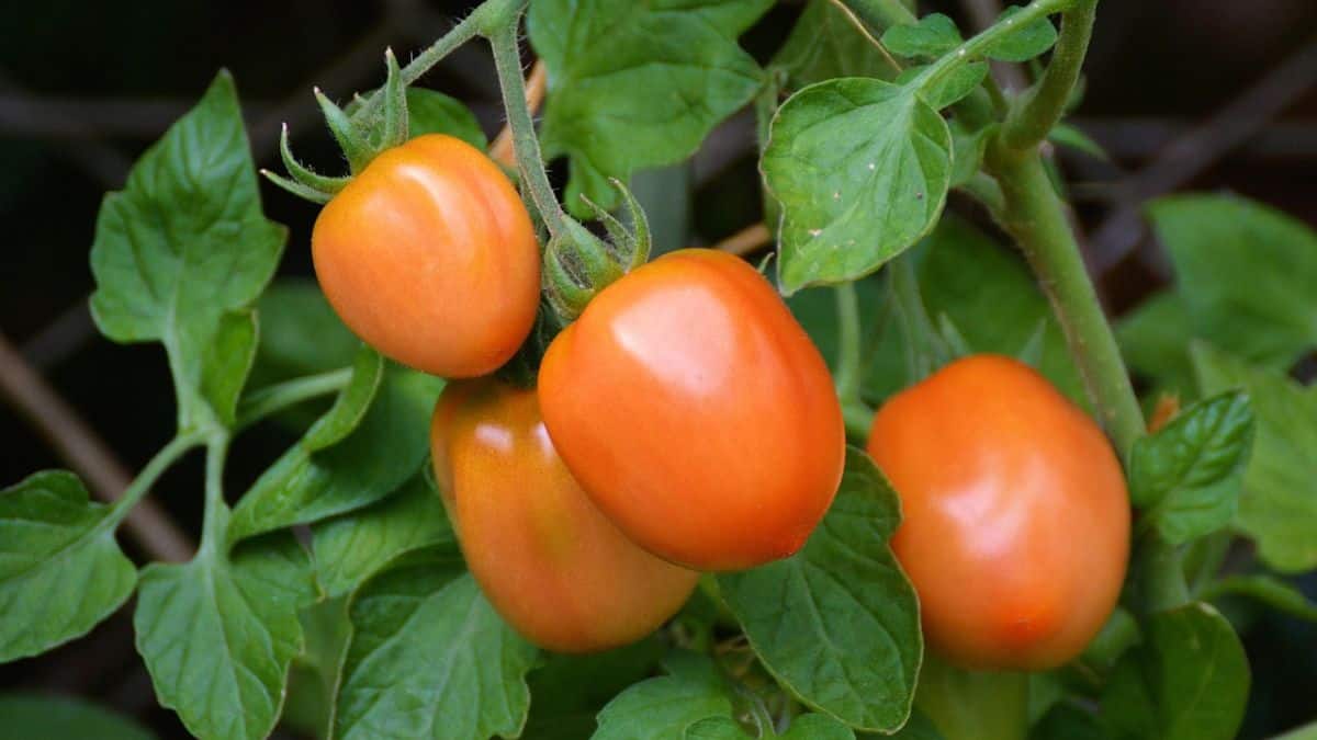 How did we get potatoes? Study reveals they evolved from a tomato 9 ...