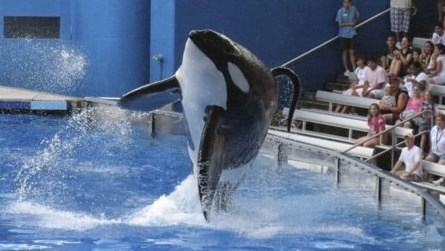 Did an orca attack marine trainer Jessica Radcliffe? Fact-checking the ...