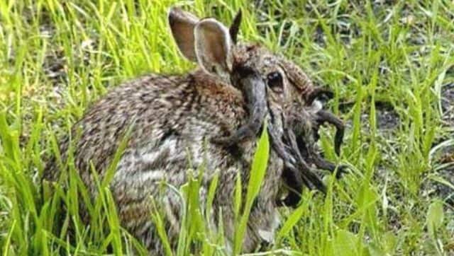 A strange virus is turning rabbits in US into 'zombie bunnies'. What is ...