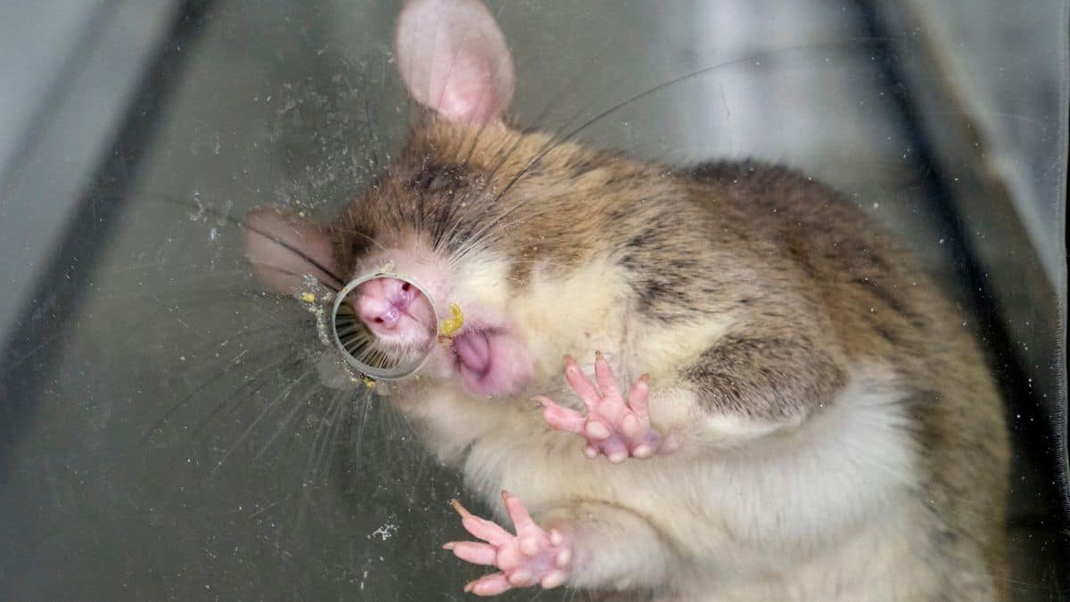 How Tanzania’s ‘hero rats’ are saving lives by sniffing out landmines ...