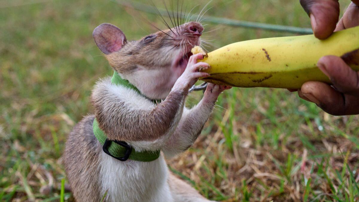 How Tanzania’s ‘hero rats’ are saving lives by sniffing out landmines ...