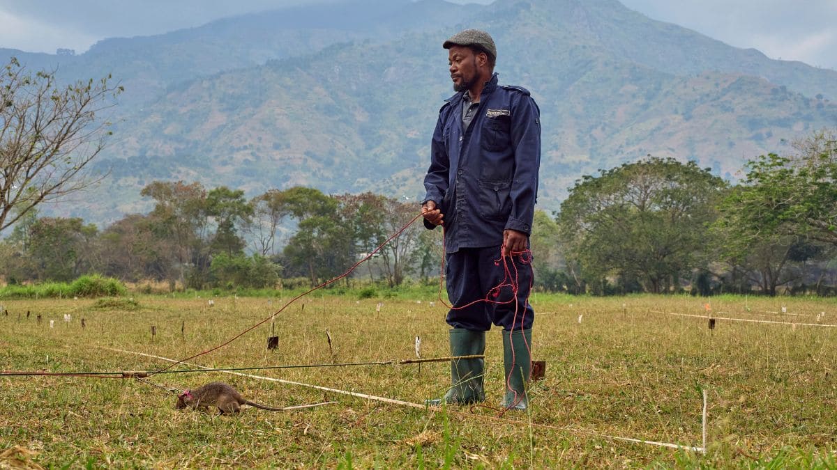 How Tanzania’s ‘hero rats’ are saving lives by sniffing out landmines ...