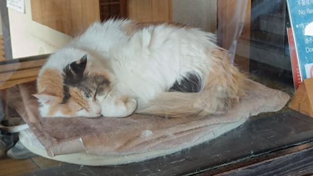 In Photos | Who was Nitama, feline stationmaster at Japan's Kishi station whose funeral brought ...