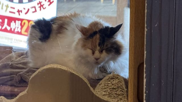 In Photos | Who was Nitama, feline stationmaster at Japan's Kishi station whose funeral brought ...