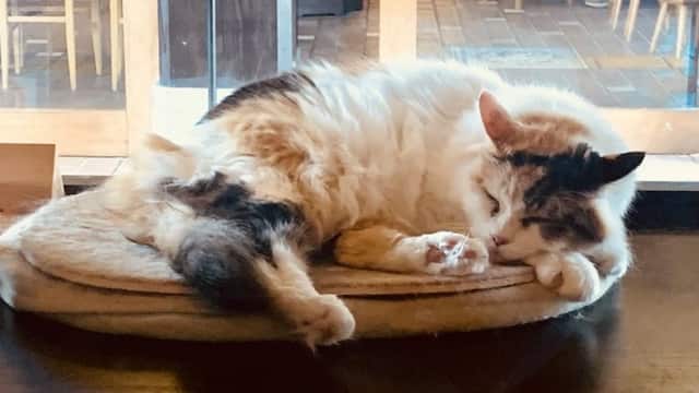 In Photos | Who was Nitama, feline stationmaster at Japan's Kishi station whose funeral brought ...