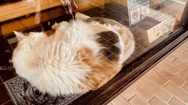 In Photos | Who was Nitama, feline stationmaster at Japan's Kishi station whose funeral brought ...