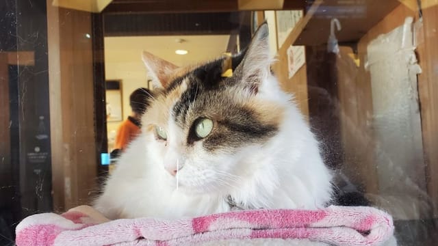 In Photos | Who was Nitama, feline stationmaster at Japan's Kishi station whose funeral brought ...