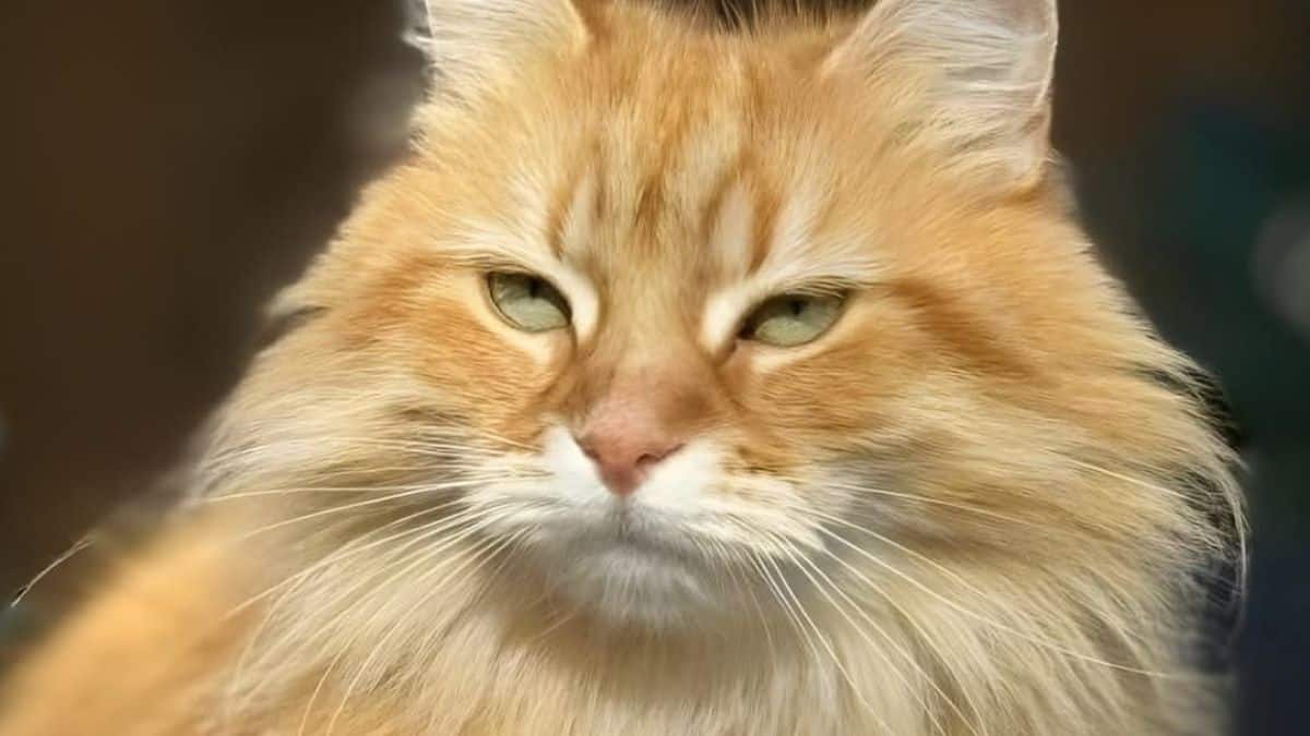 Tarique Rahman returns to Bangladesh with family cat, Jebu. How this ...