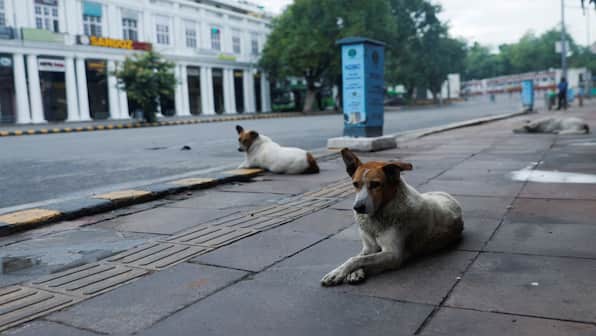 What’s the ‘fake’ rabies vaccine row that has erupted in India? – Firstpost