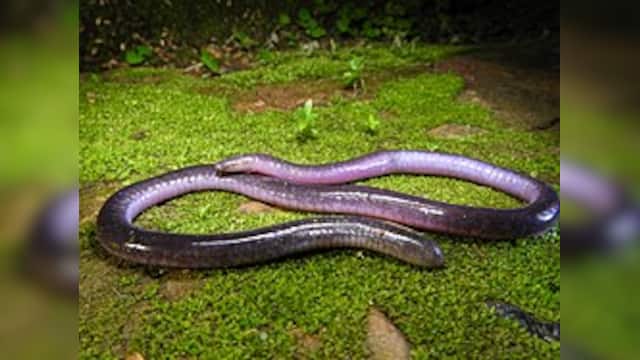 5 Remarkable Animals That Thrive Without Eyes – Firstpost