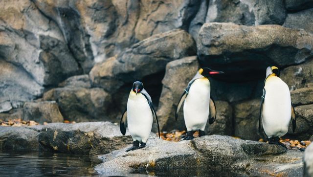 8 countries around the world most famous for their wildlife – Firstpost