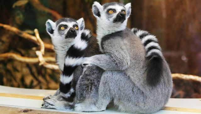 8 countries around the world most famous for their wildlife – Firstpost