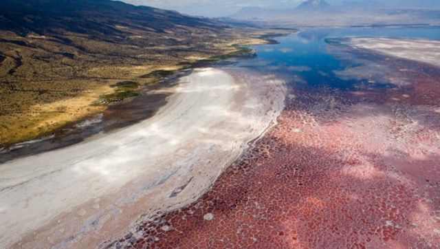 Lake Natron in Tanzania turns animals into stone statues – Firstpost
