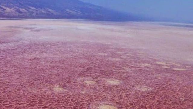 Lake Natron in Tanzania turns animals into stone statues – Firstpost