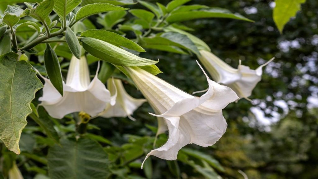 Epstein files and the ‘Zombie flower’: How toxic Angel’s Trumpet plant ...