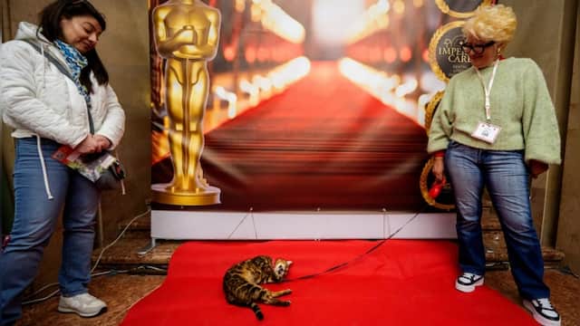 Inside the ‘Feline Oscars’: Romania’s cutest cat pageant steals the ...
