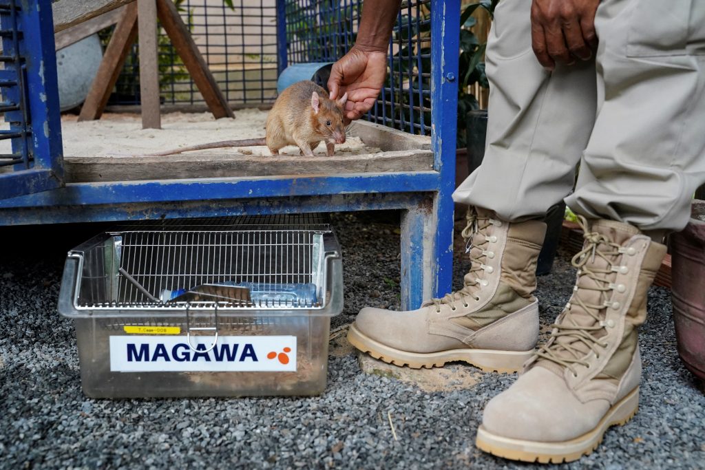Cambodia unveils statue honouring Magawa, the hero landmine-sniffing ...