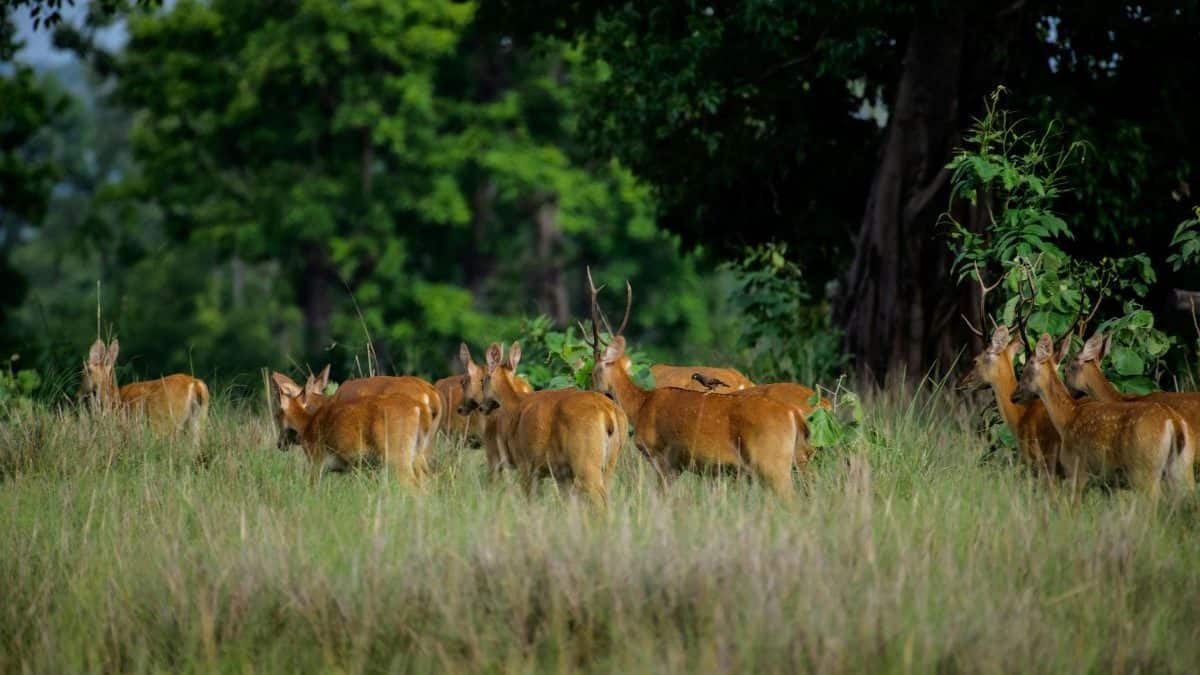 Barasingha returns to Satpura after nearly a century of absence – Firstpost