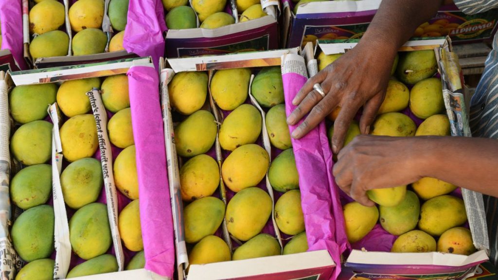 Not so aam: How Americans are going gaga over Indian mangoes – Firstpost