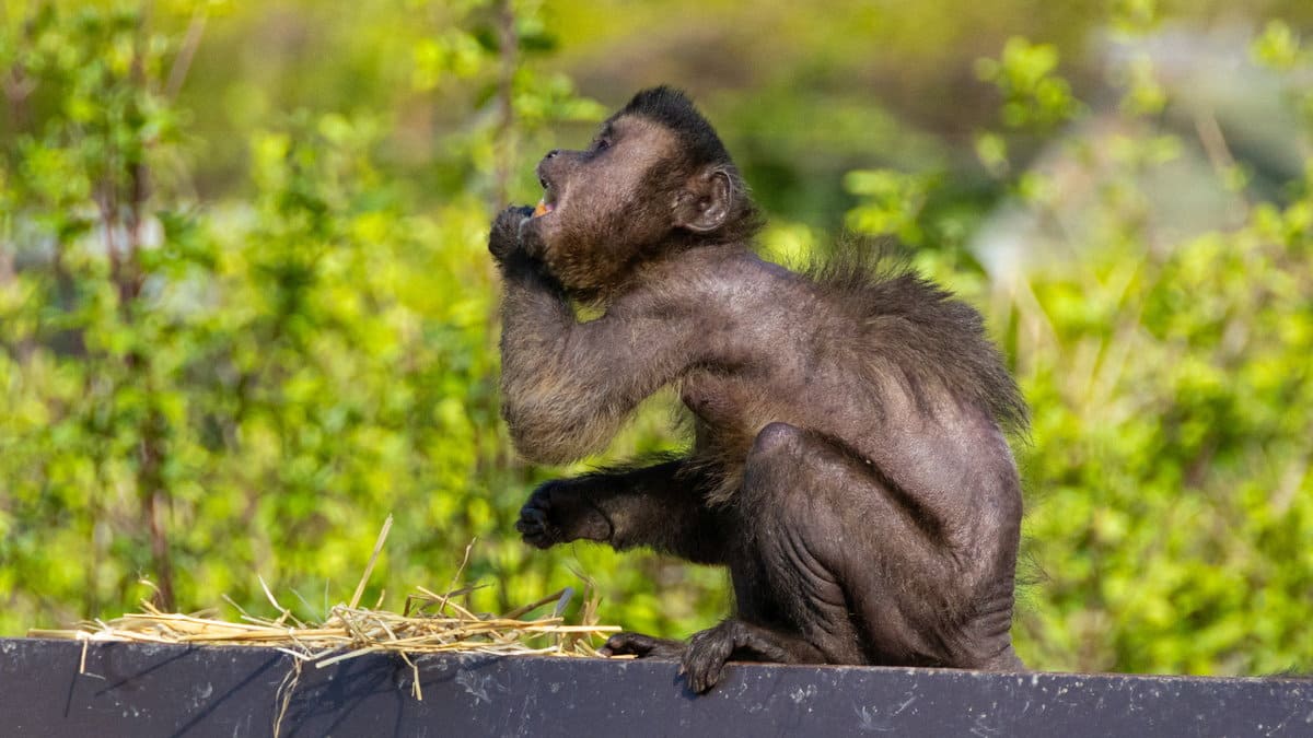 ‘Clicks, cash and cruelty’: How primates are illegally being sold on ...