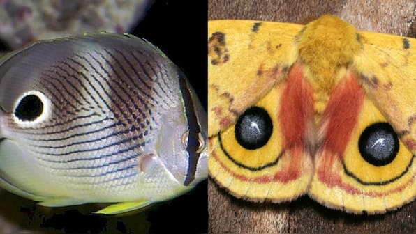7 incredible animals that fool enemies with fake eyes – Firstpost