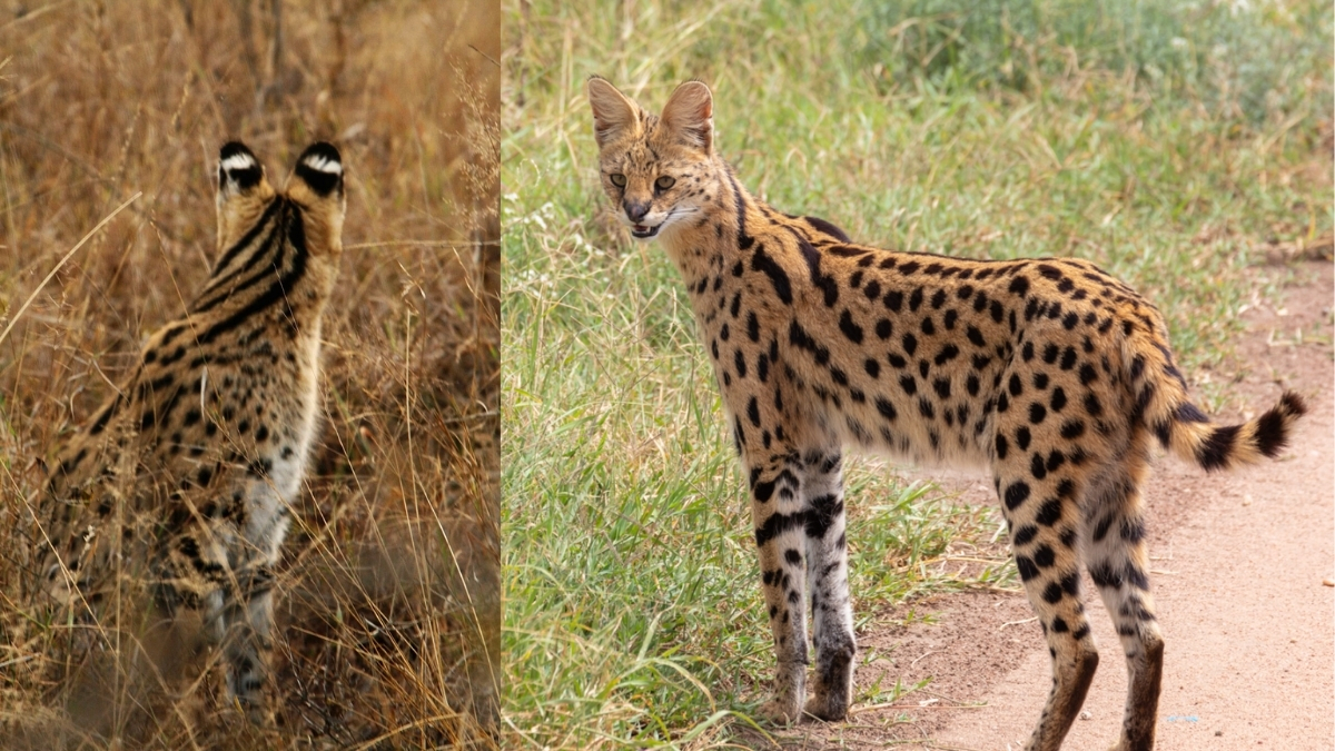 7 incredible animals that fool enemies with fake eyes – Firstpost